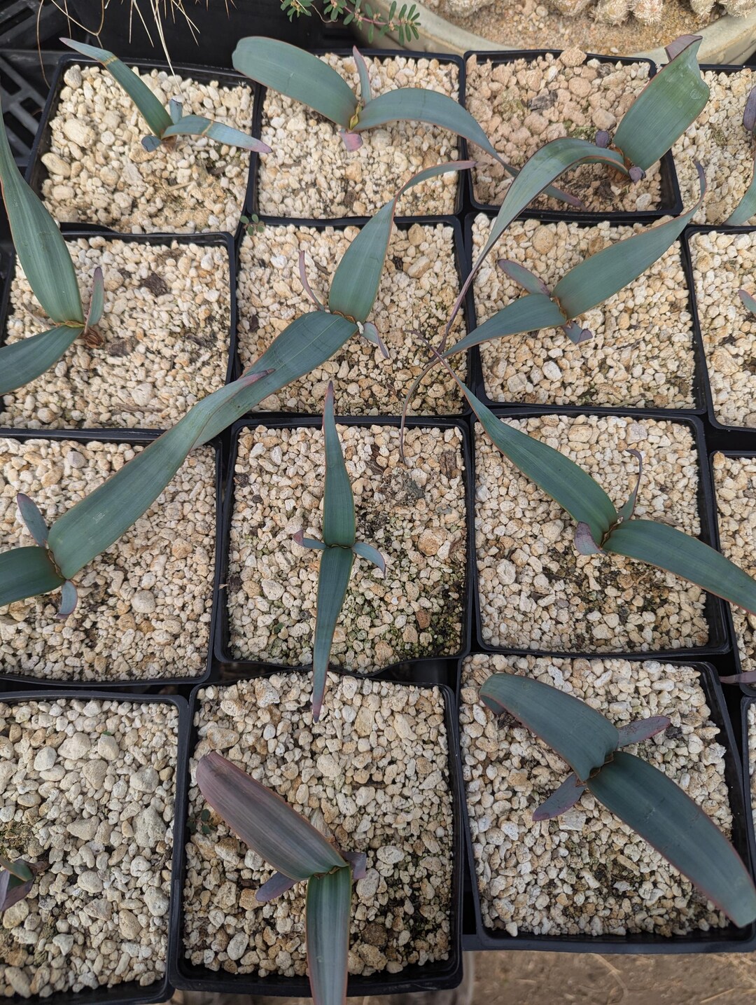 Welwitchia Mirabilis Seedling - Etsy