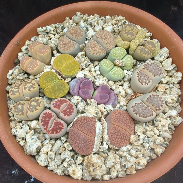 Large Lithops - Etsy