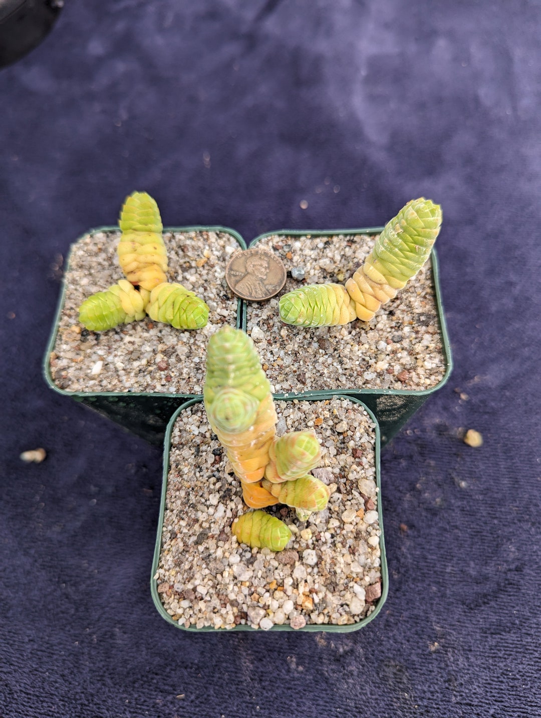 Crassula Columnella silinderplakkie - Etsy