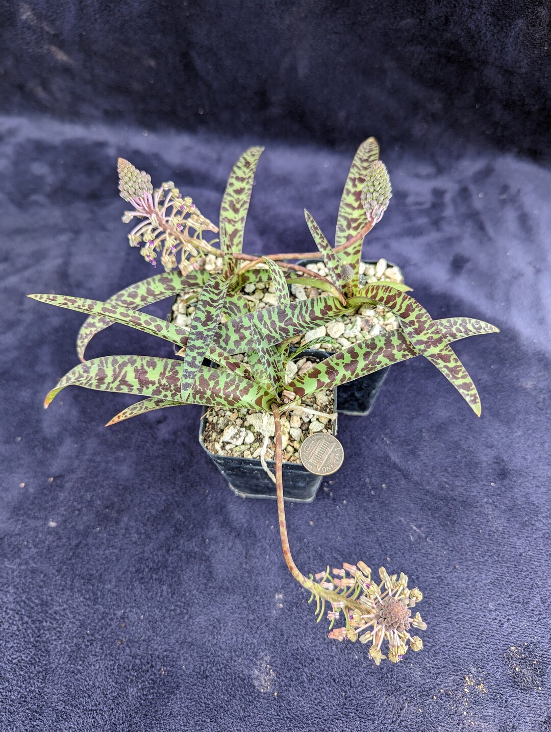Ledebouria Sp. Barberton - Etsy
