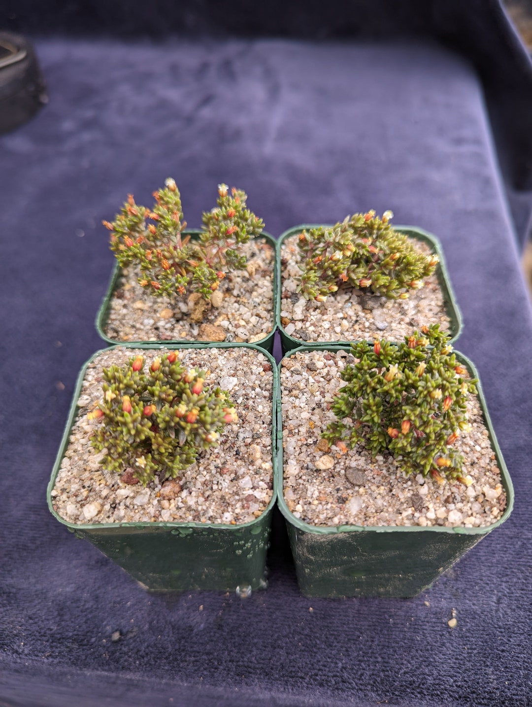 Crassula Expansa Ssp. Filicaulis JD 2912 (bredasdorp) - Etsy