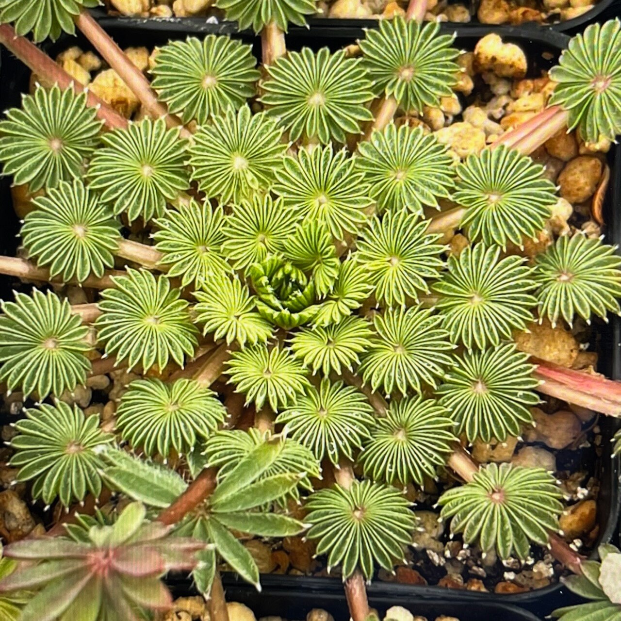 Oxalis Palmifrons - Etsy