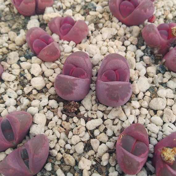 Lithops Optica Ssp. Rubra | Etsy