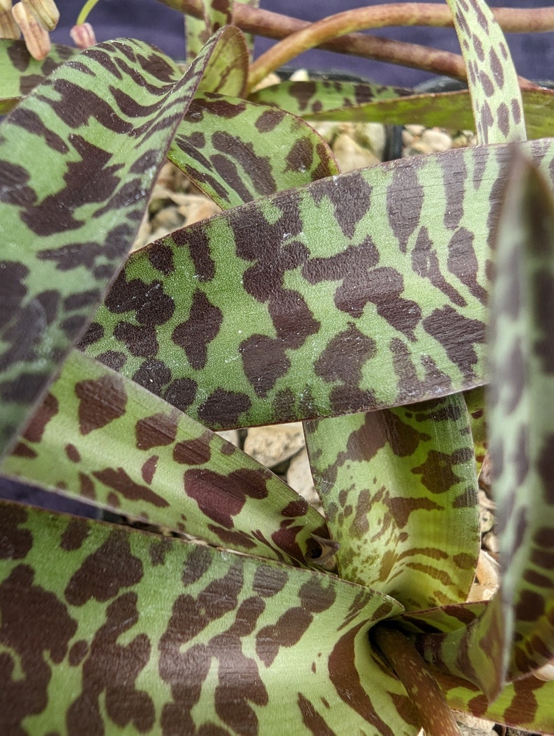 Ledebouria Sp. Barberton - Etsy
