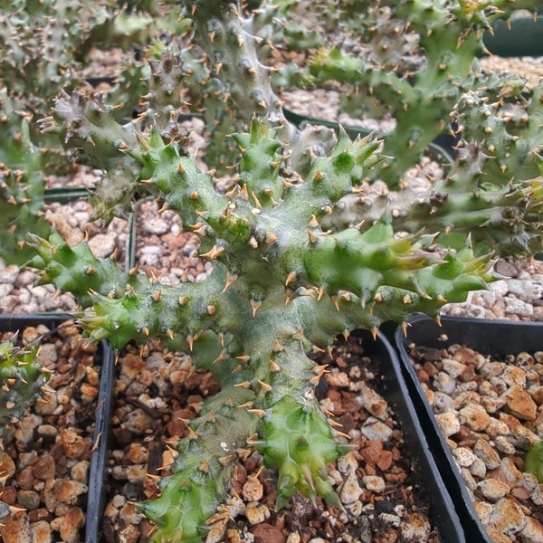 Edithcolea Grandis - Etsy