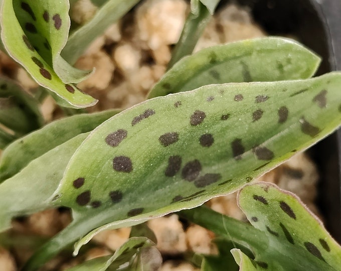 Drimiopsis Maculata Aka African Hosta - Etsy