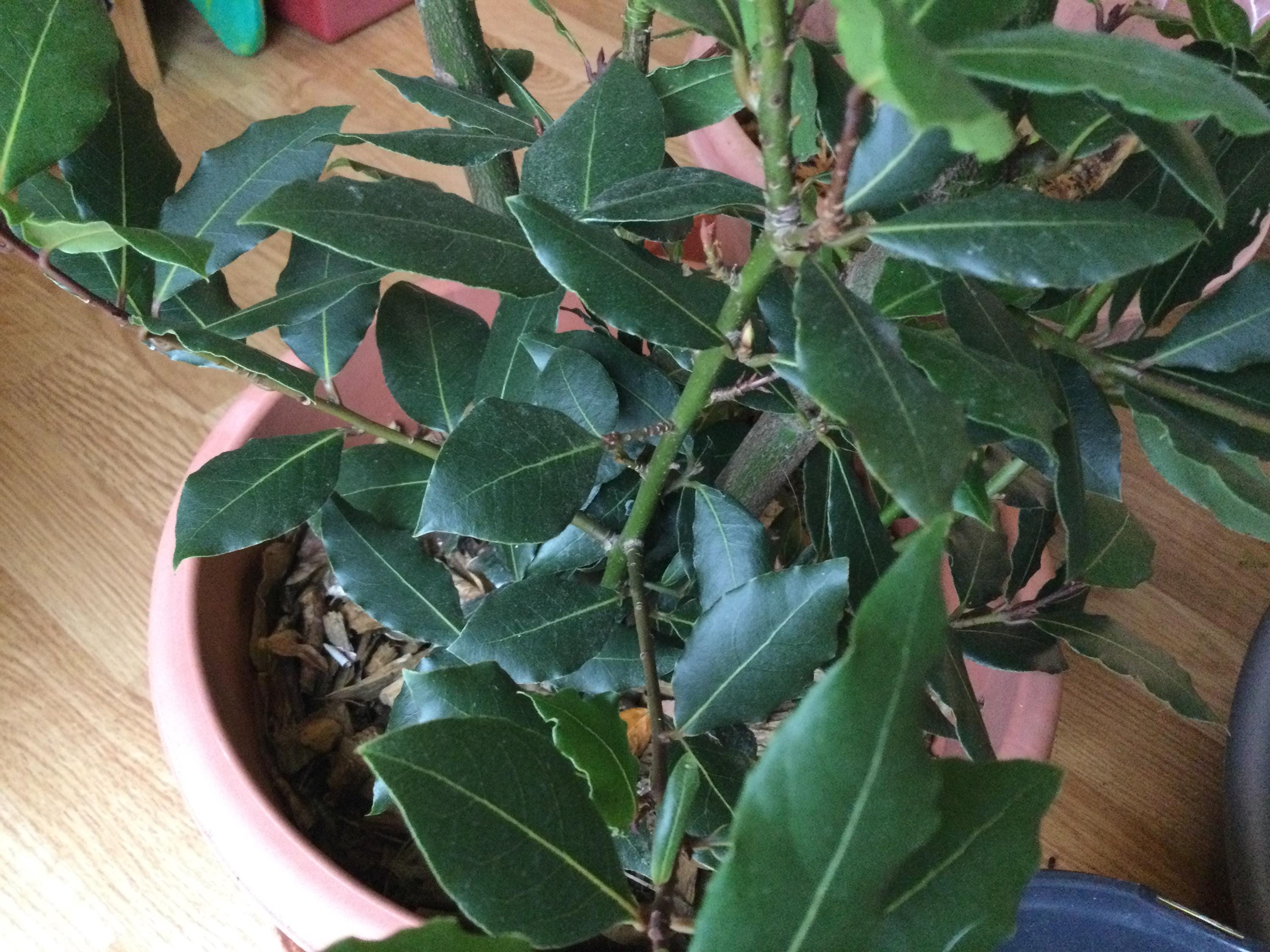 Fresh, Organic Cut Bay Leaves (laurus Nobilis) Non-gmo - Etsy