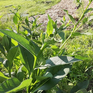 Fresh, Organic Cut Comfrey Leaves (symphytum Officinale) Non-gmo - Etsy