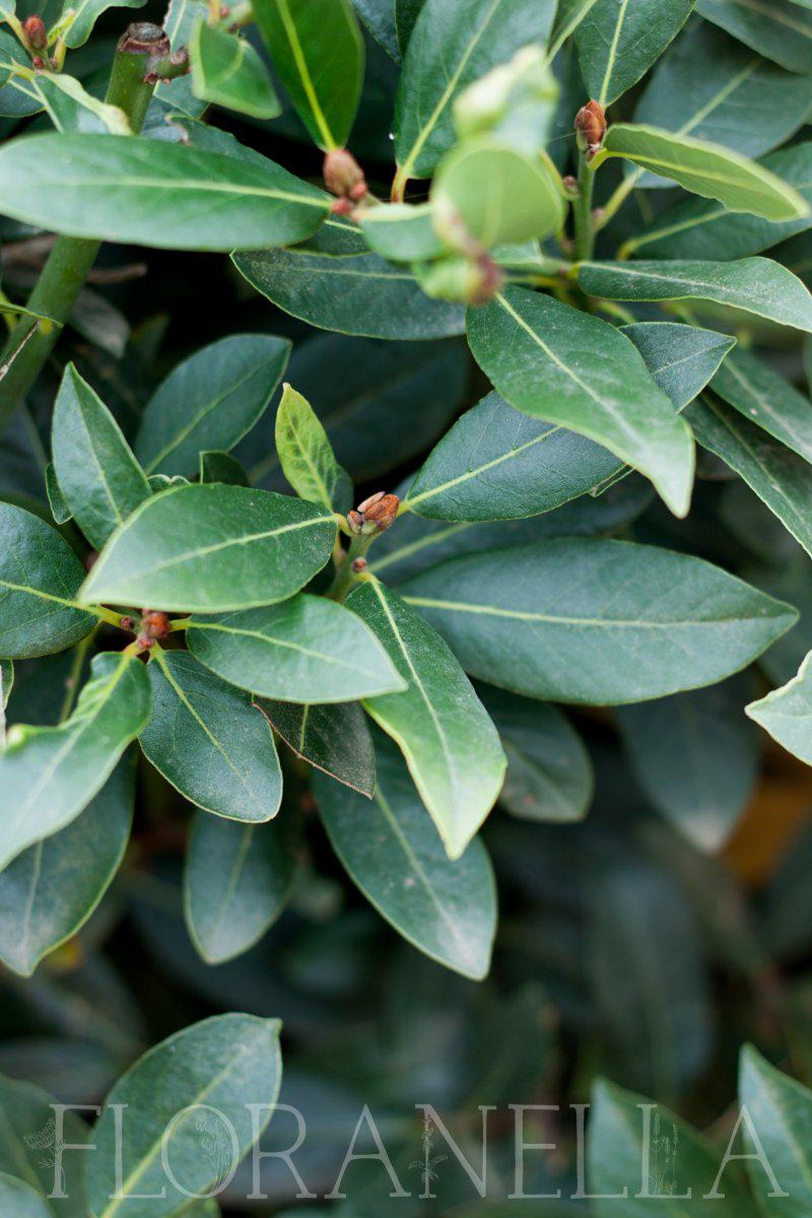 Fresh, Organic Cut Bay Leaves (laurus Nobilis) Non-gmo - Etsy