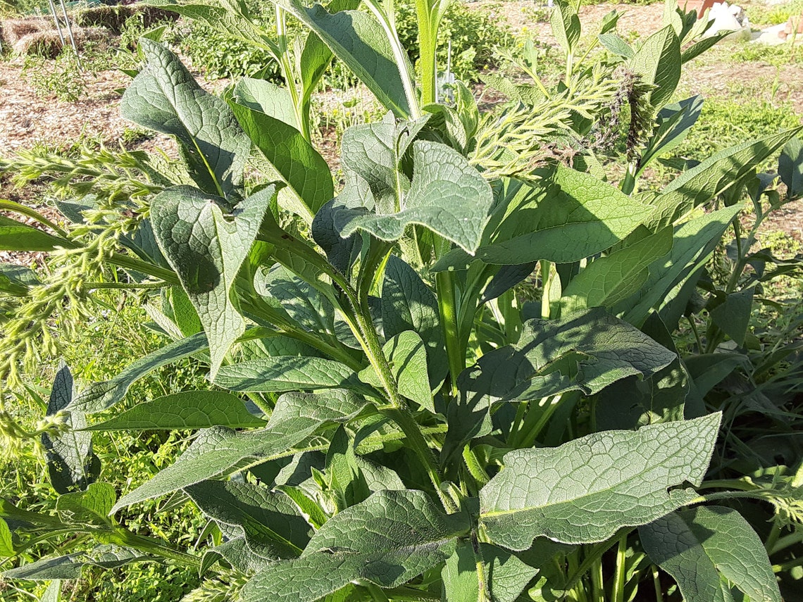 Fresh, Organic Cut Comfrey Leaves (symphytum Officinale) Non-gmo - Etsy