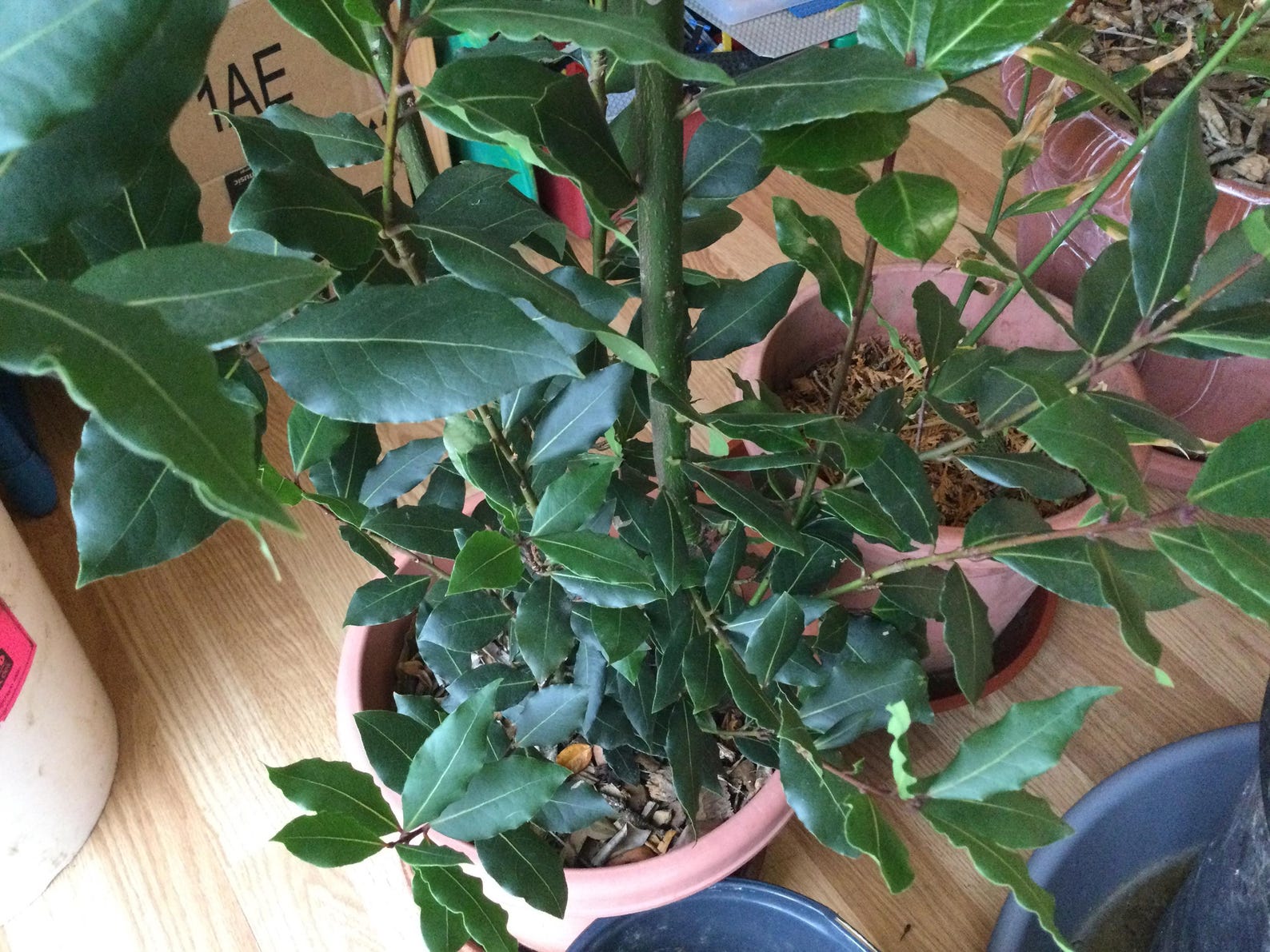 Fresh, Organic Cut Bay Leaves (laurus Nobilis) Non-gmo - Etsy