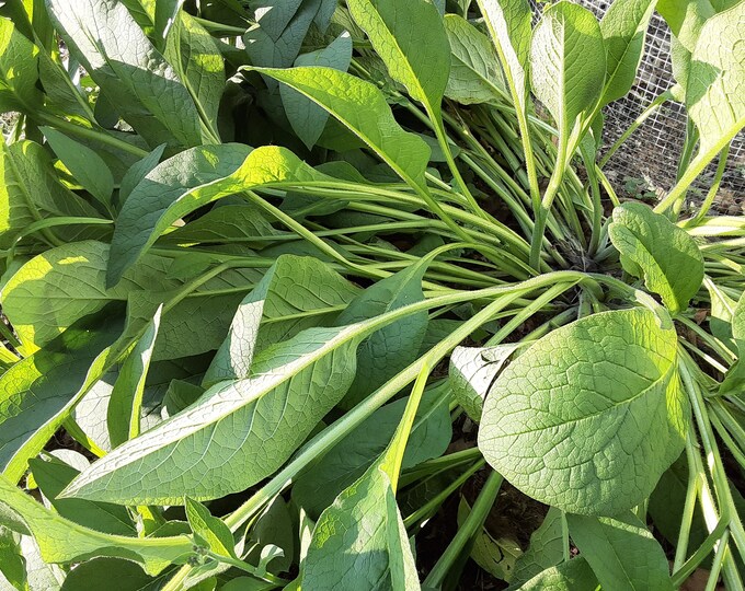 Fresh, Organic Cut Comfrey Leaves (symphytum Officinale) Non-gmo - Etsy