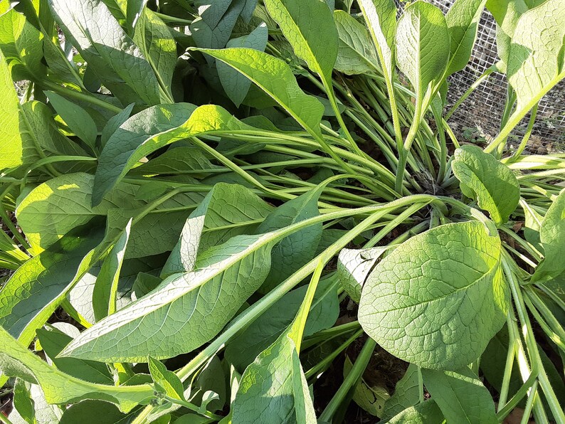Fresh, Organic Cut Comfrey Leaves (symphytum Officinale) Non-gmo - Etsy