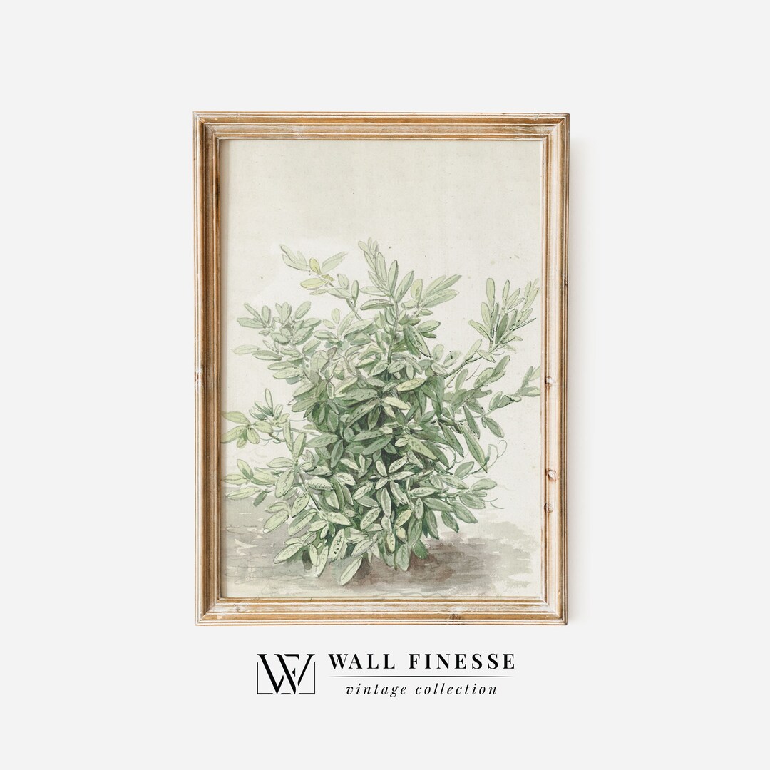 Antique Bush Sketch Print | Vintage Botanical Painting | Rustic ...