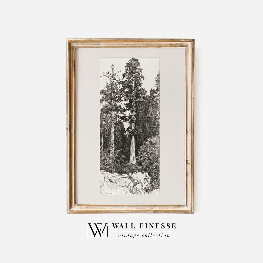 Rustic Sequoia Tree Print | Sketch Wall Art | Printable Digital ...