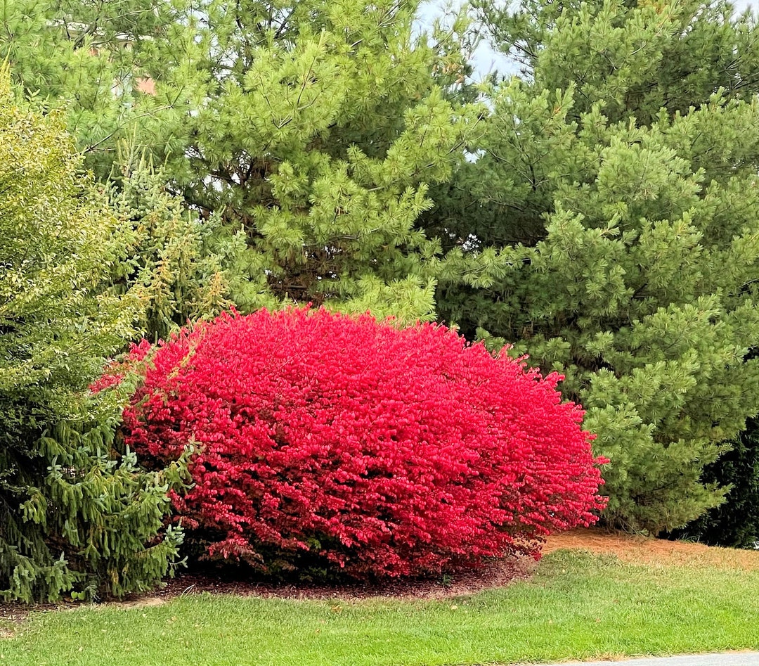 2 Burning Bush Plants12-18 Tall Gorgeous Fall Color - Etsy