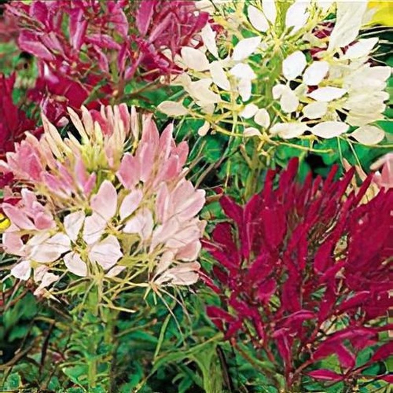 Mixed Color Cleome Seeds- Superb Garden Flower - Etsy
