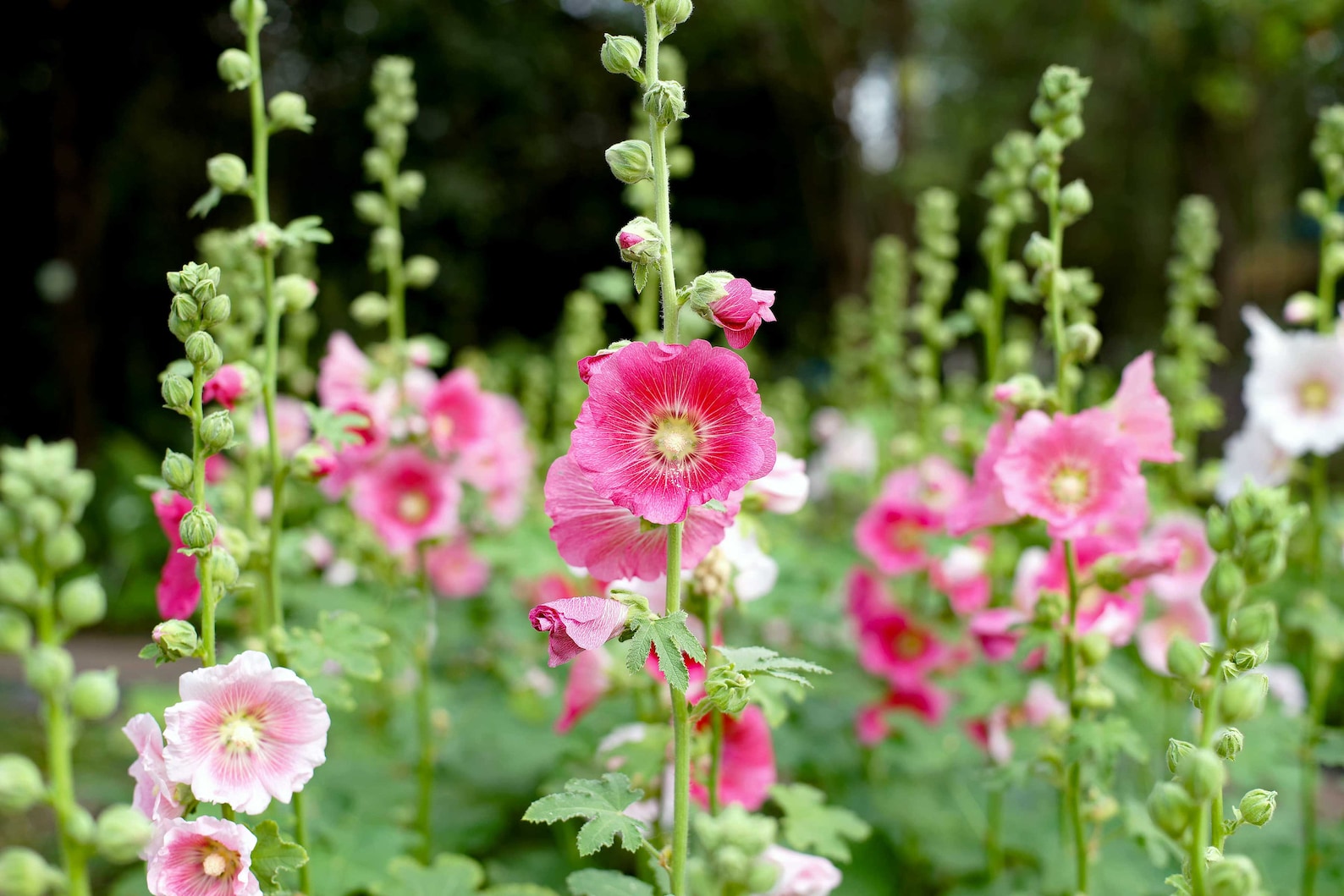 HOLLYHOCK SEEDS. Pink Tones - Heirloom Fresh Seeds , Canada Grown ...