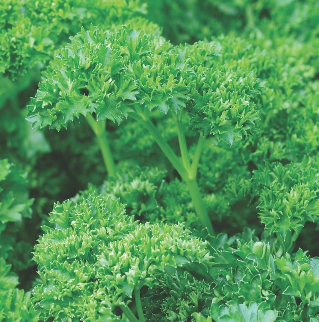 PARSLEY SEEDS- Moss Curled Parsley Seeds - Etsy