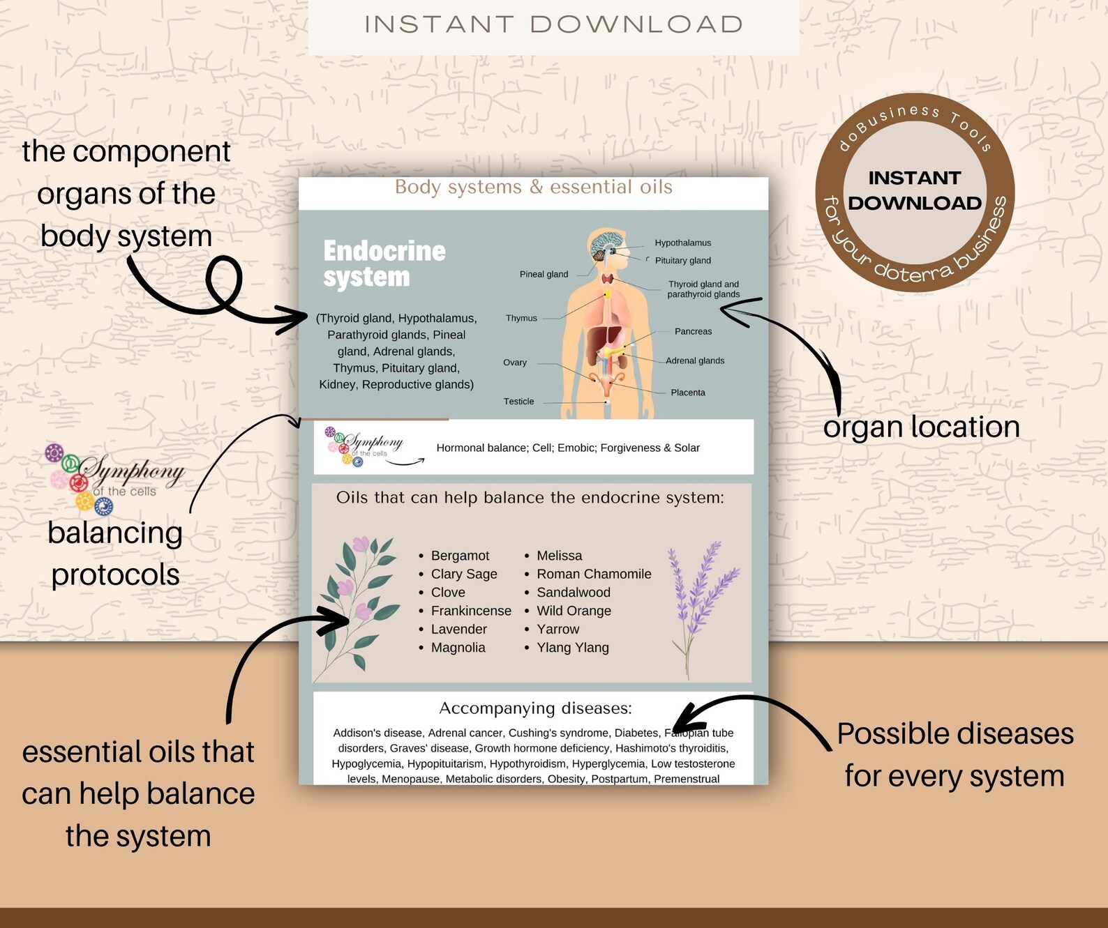 Comprehensive Doterra Essential Oils Guide: Supporting Body Systems ...