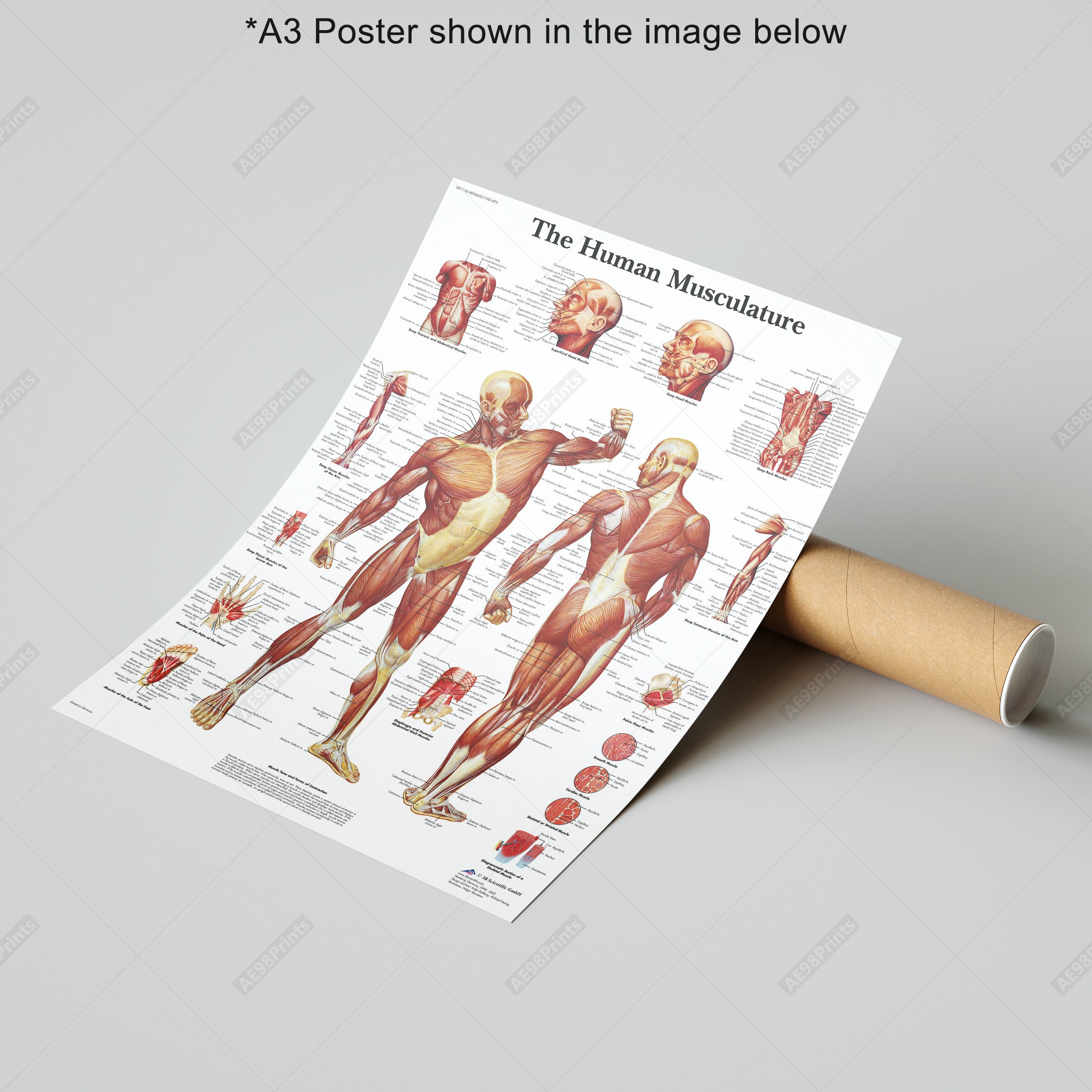 La musculatura humana anatomía diagrama educativo músculos cartel pared ...