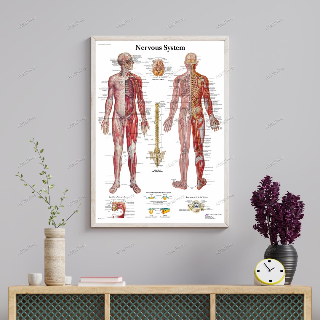 Human Nervous System Anatomy Educational Diagram Muscles Poster Wall ...