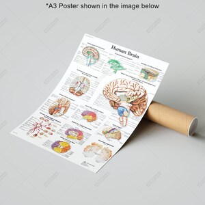 Human Brain Anatomy Educational Diagram Poster Wall Art Print Room ...
