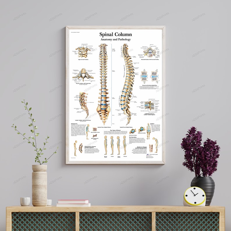 Human Spinal Column Spine Anatomy Educational Diagram Muscles Poster ...