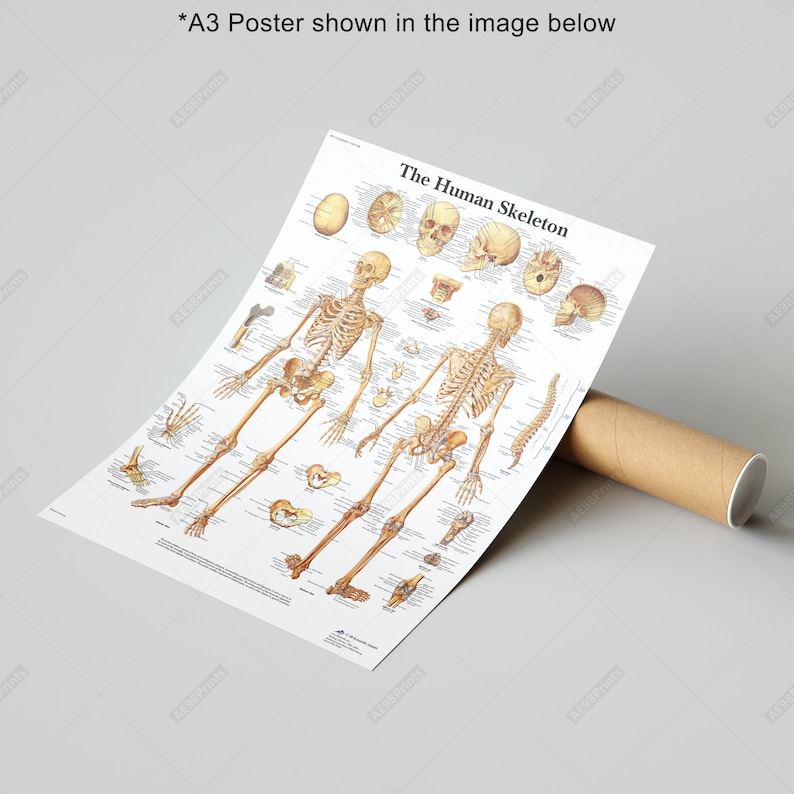 The Human Skeleton Anatomy Educational Medical Diagram Muscles Poster ...