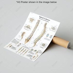 Human Spinal Column Spine Anatomy Educational Diagram Muscles Poster ...