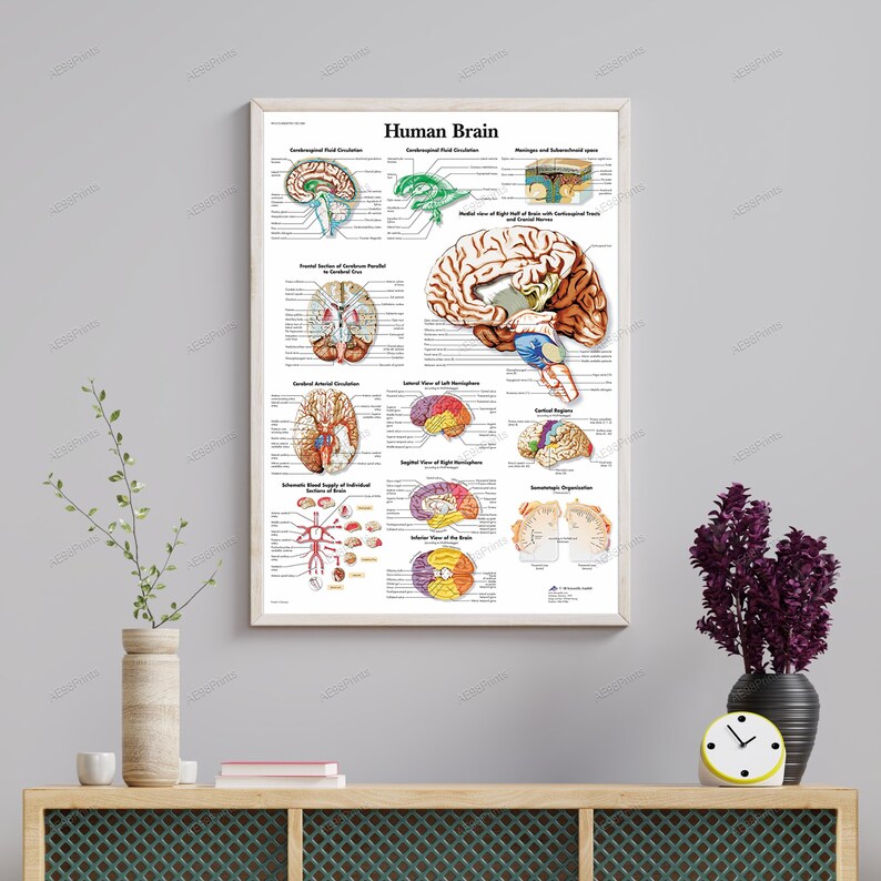 Human Brain Anatomy Educational Diagram Poster Wall Art Print Room ...