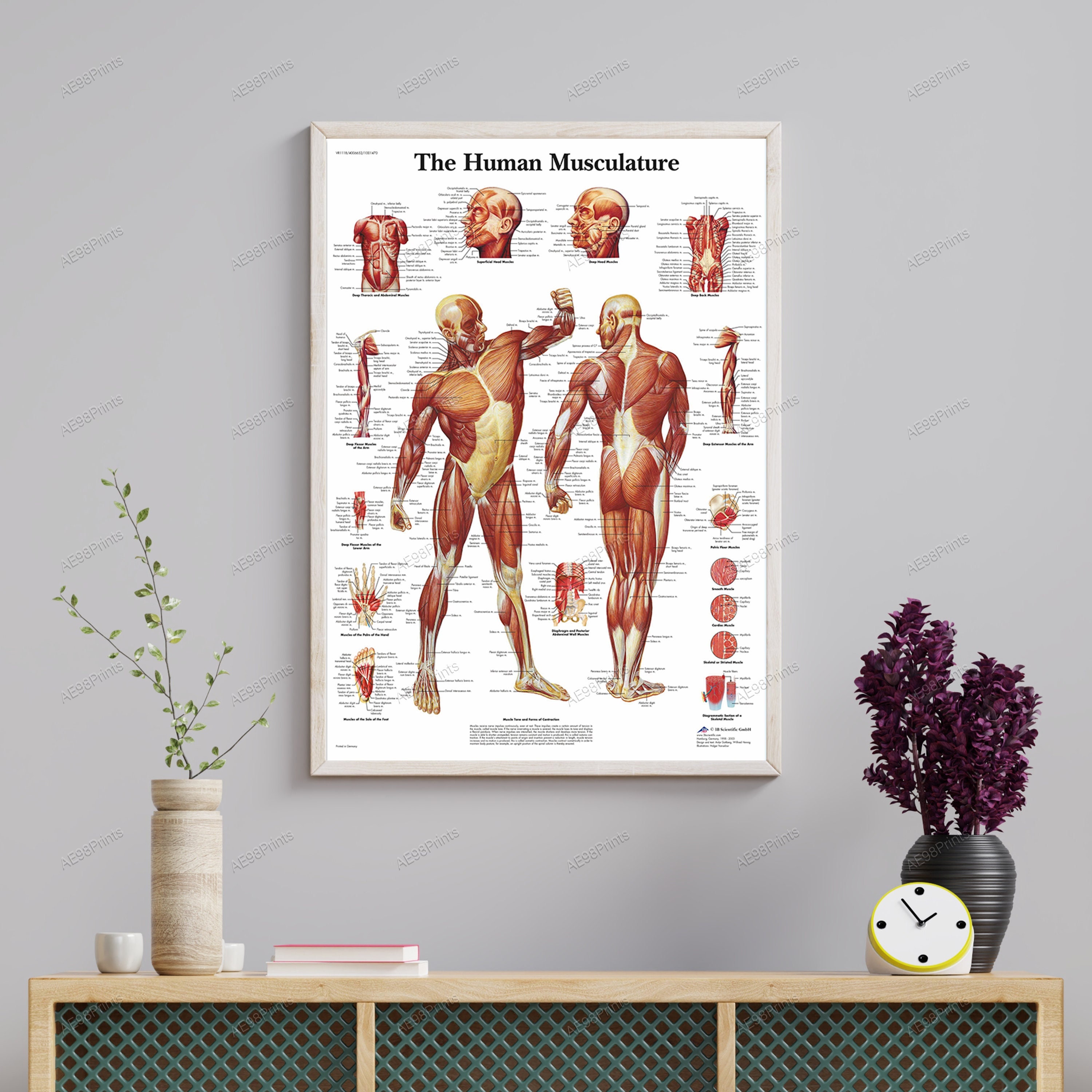 The Human Musculature Anatomy Educational Diagram Muscles Poster Wall ...
