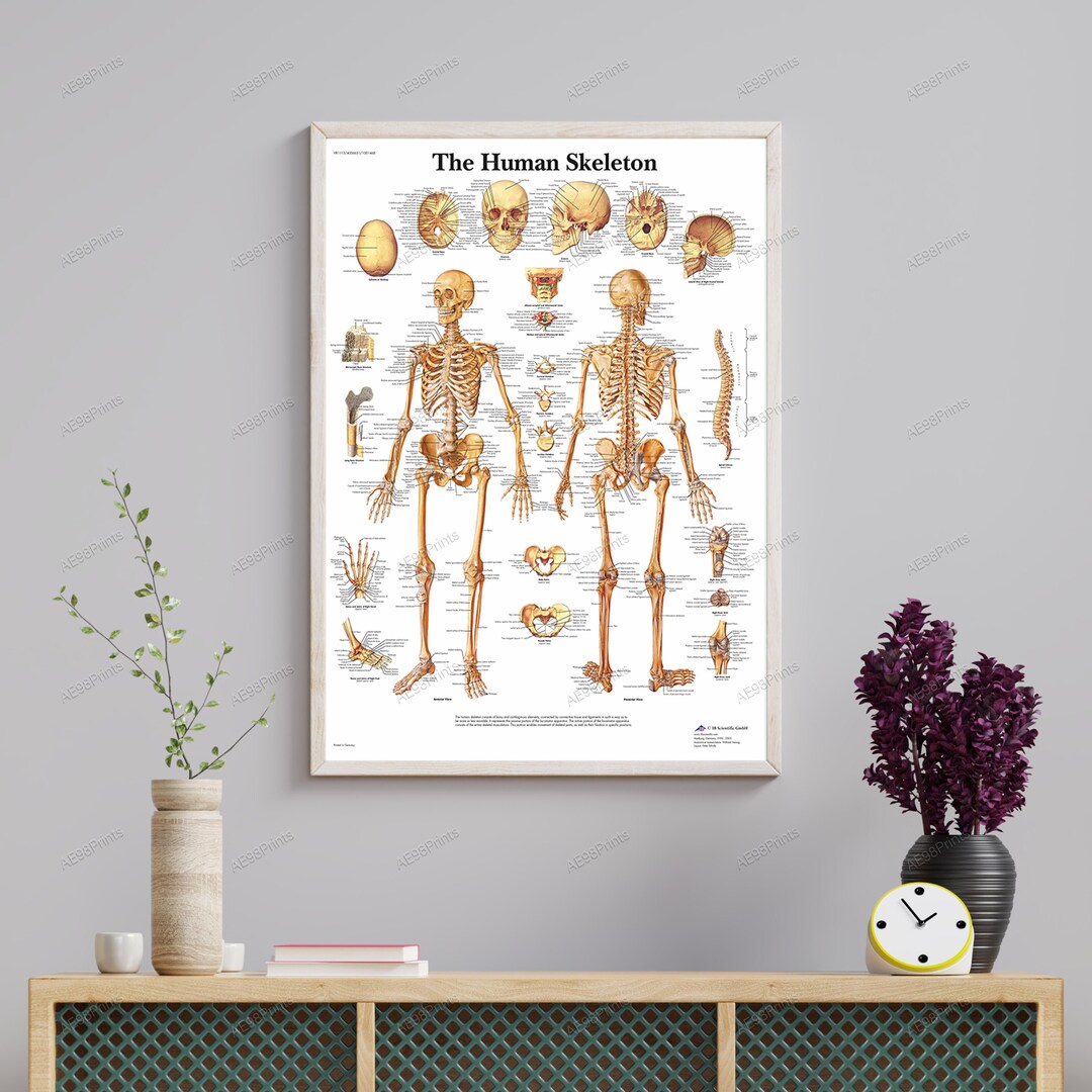 The Human Skeleton Anatomy Educational Medical Diagram Muscles Poster ...