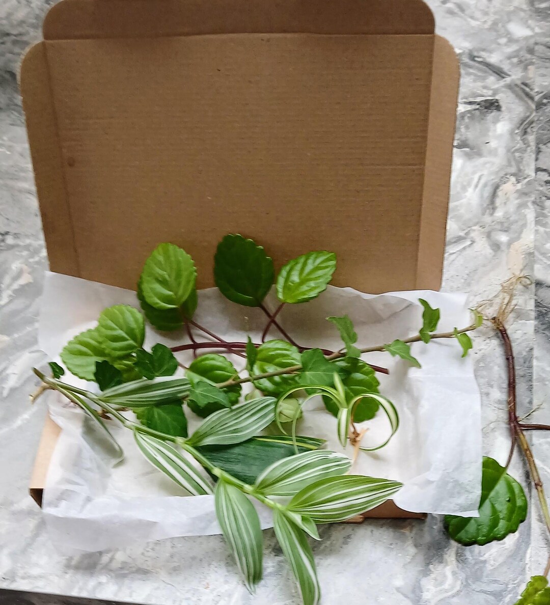 5 Hanging Plants Snip Cuts Collection Grow Your Own Indoor Trailing ...