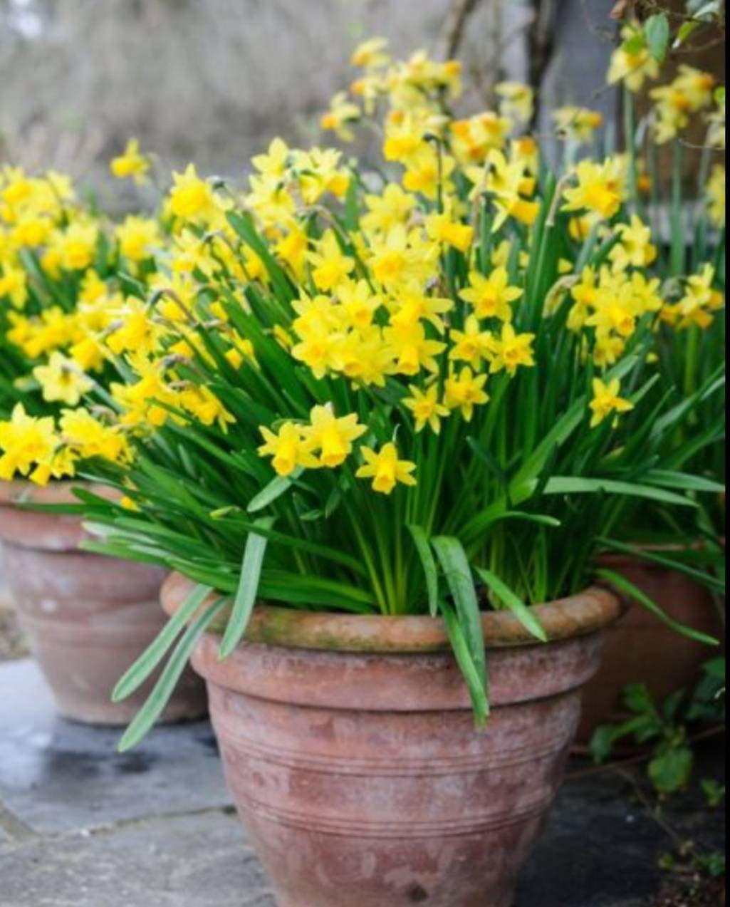 Daffodil Bulbs TETE A TETE Dainty Smaller Dwarf Variety Hardy Perennial ...