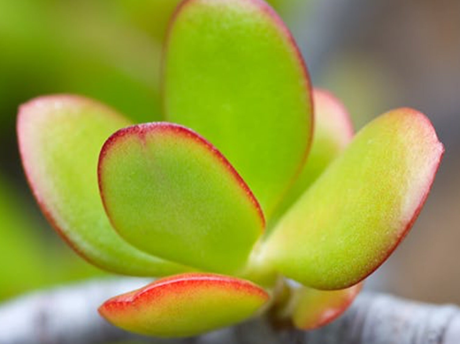 Jade Plant Lucky Money Tree Succulent Well Rooted STEM Cutting - Etsy UK