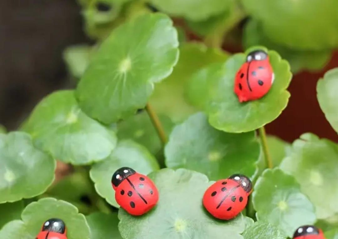 10 X Ladybird Peel & Stick Miniature Wooden Decorations Plant Pot Decor ...