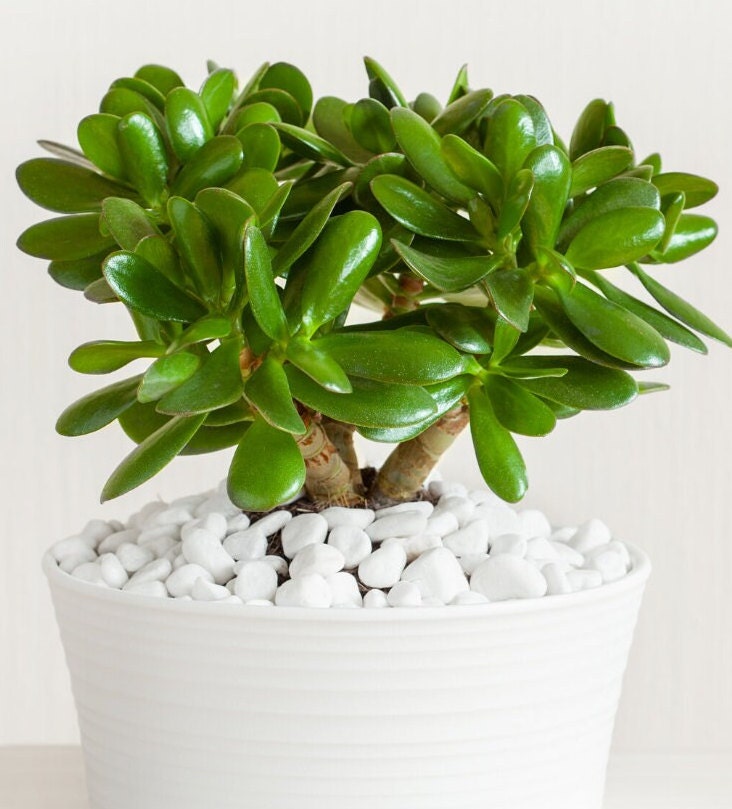 Jade Plant Lucky Money Tree Succulent Plant UNROOTED STEM Cutting Feng ...