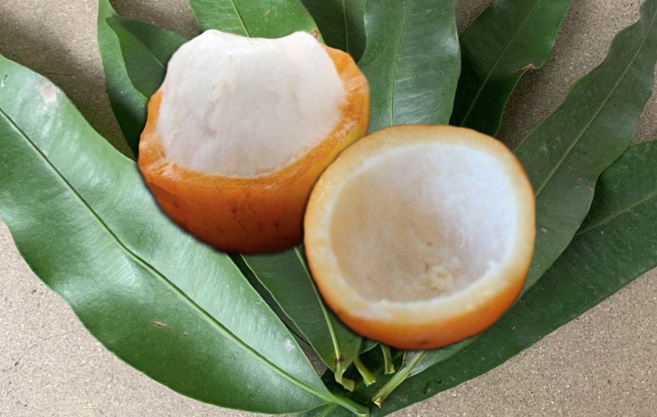 Achacha Achachairu Live 3gal - Etsy