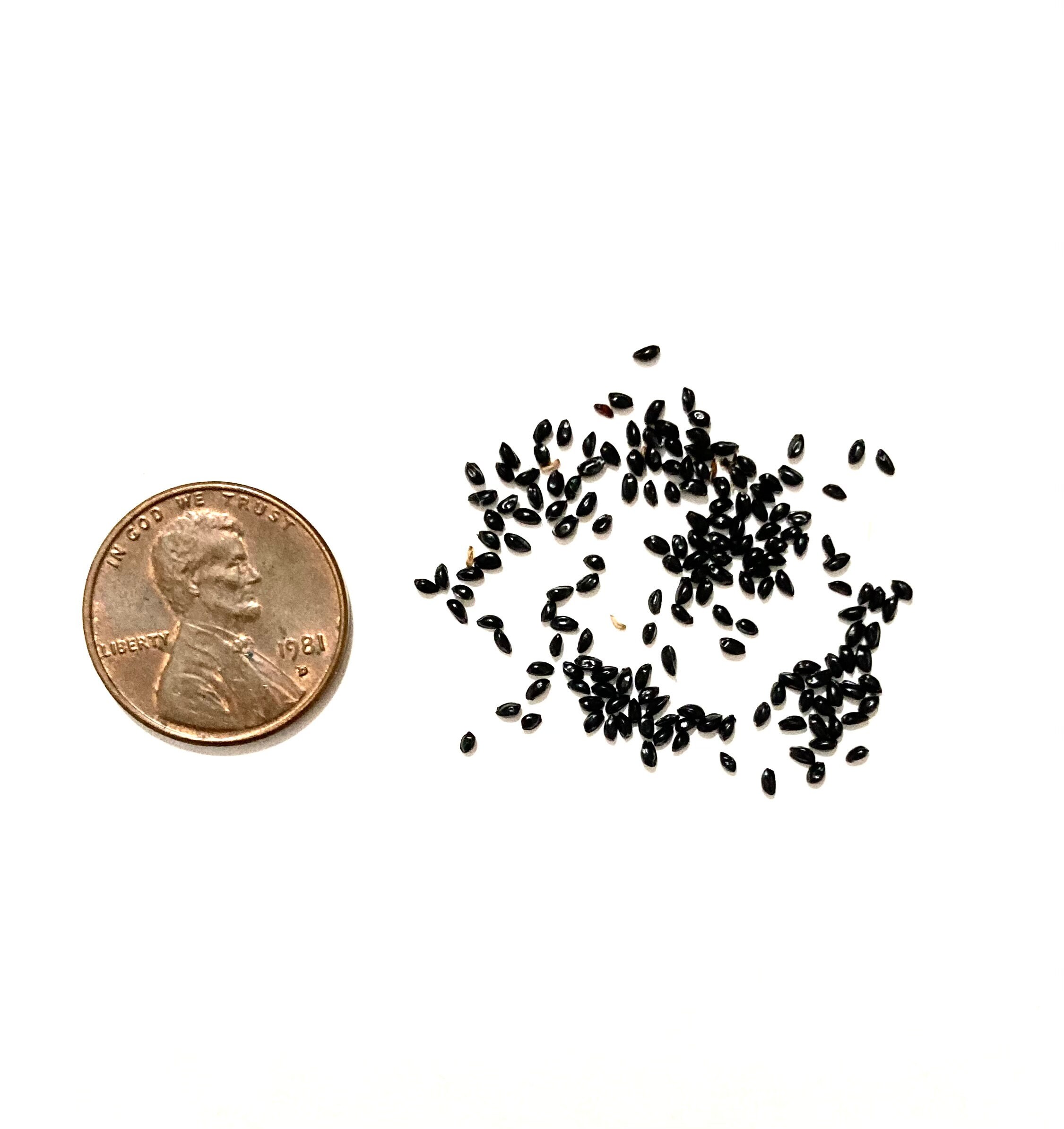 100 Columbine Seeds, Wild Red Columbine Seeds, Aquilegia Canadensis ...