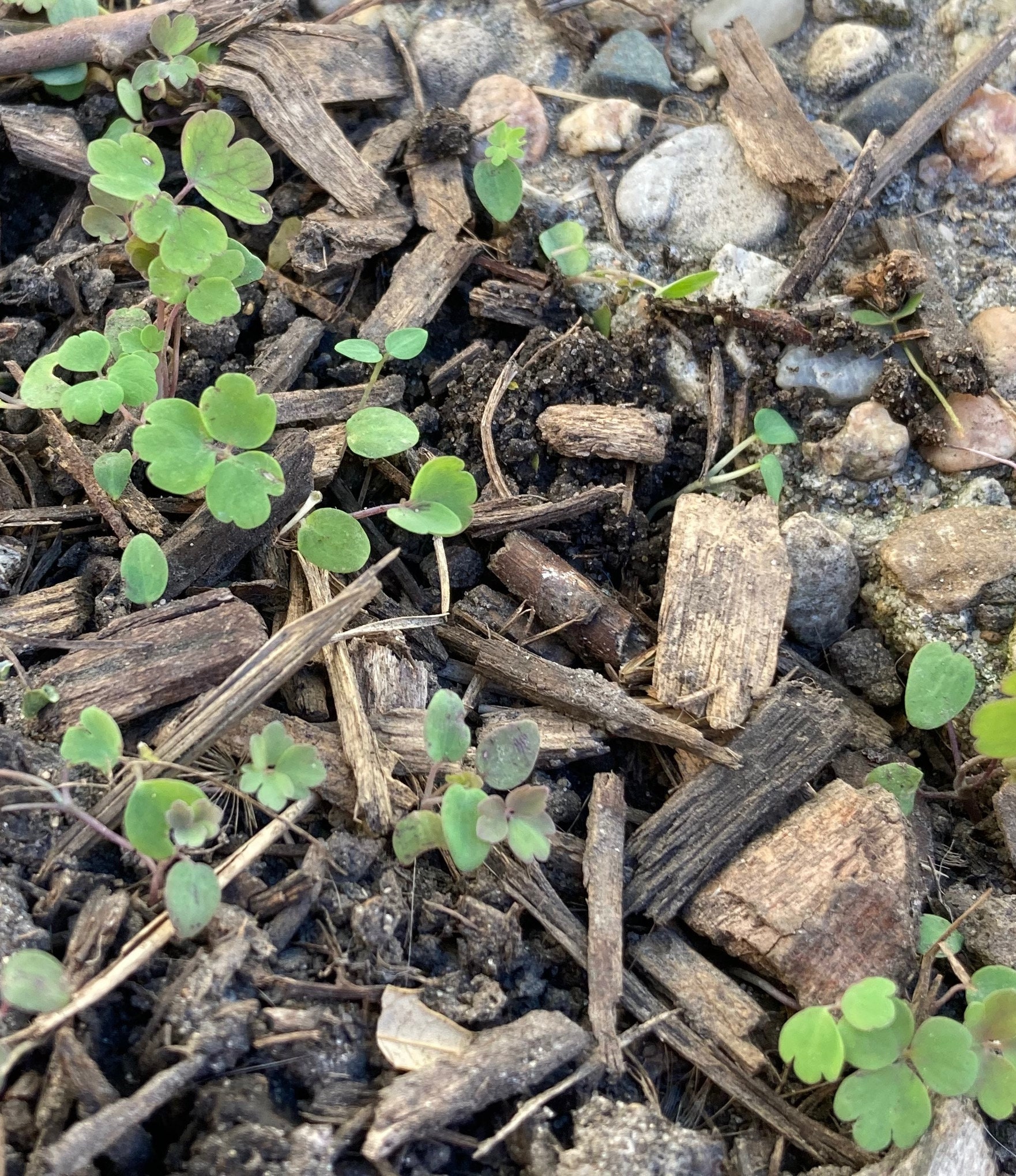 200 Columbine Seeds, Wild Red Columbine Seeds, Aquilegia Canadensis ...