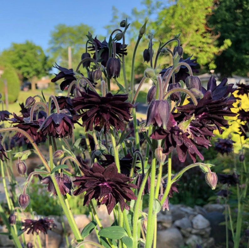 100 Mystery Columbine Seeds, Double Dark Burgundy Columbine Seeds ...
