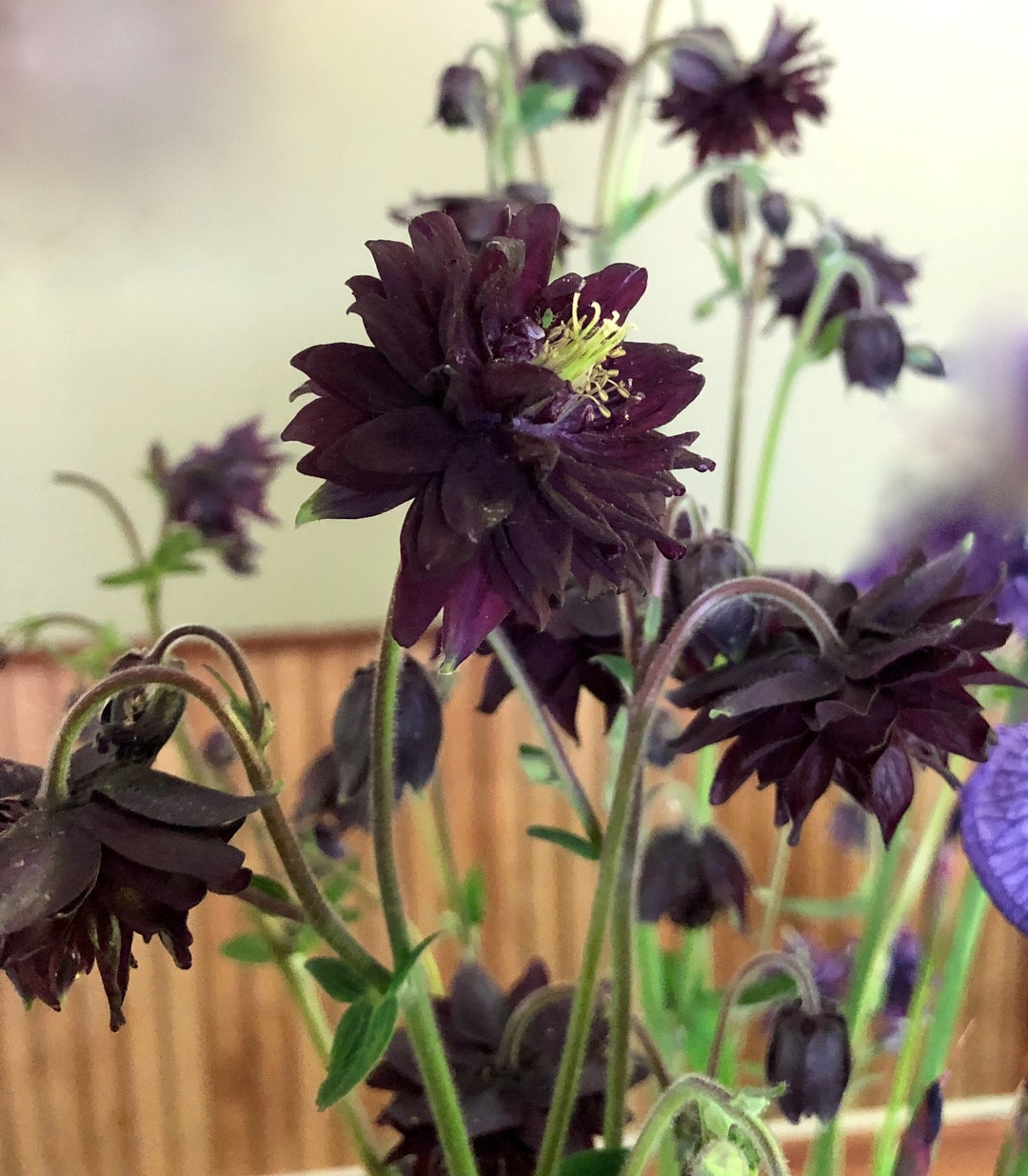 100 Mystery Columbine Seeds, Double Dark Burgundy Columbine Seeds ...
