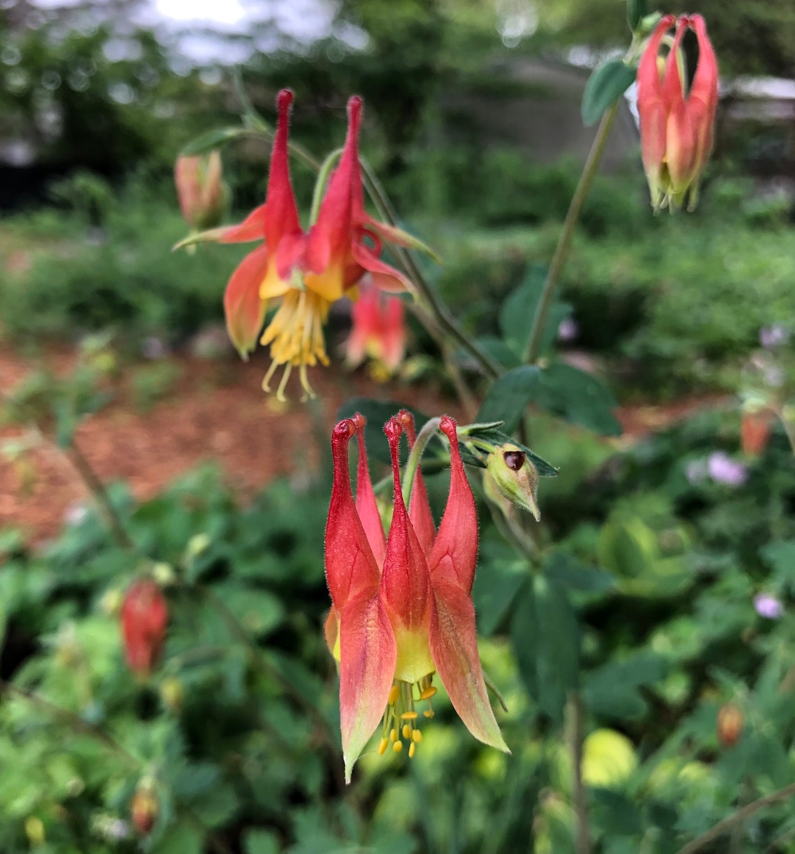 200 Columbine Seeds Wild Red Columbine Seeds Aquilegia - Etsy