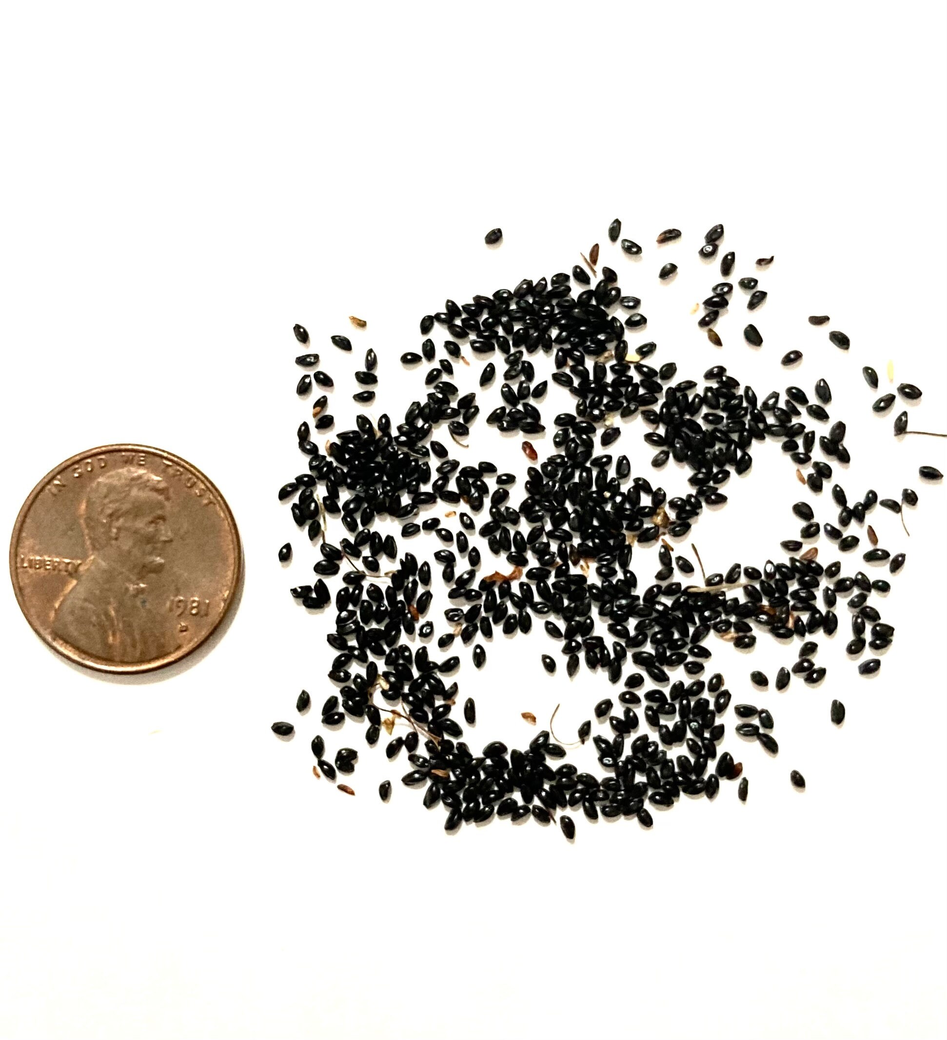 500 Columbine Seeds, Wild Red Columbine Seeds, Aquilegia Canadensis ...