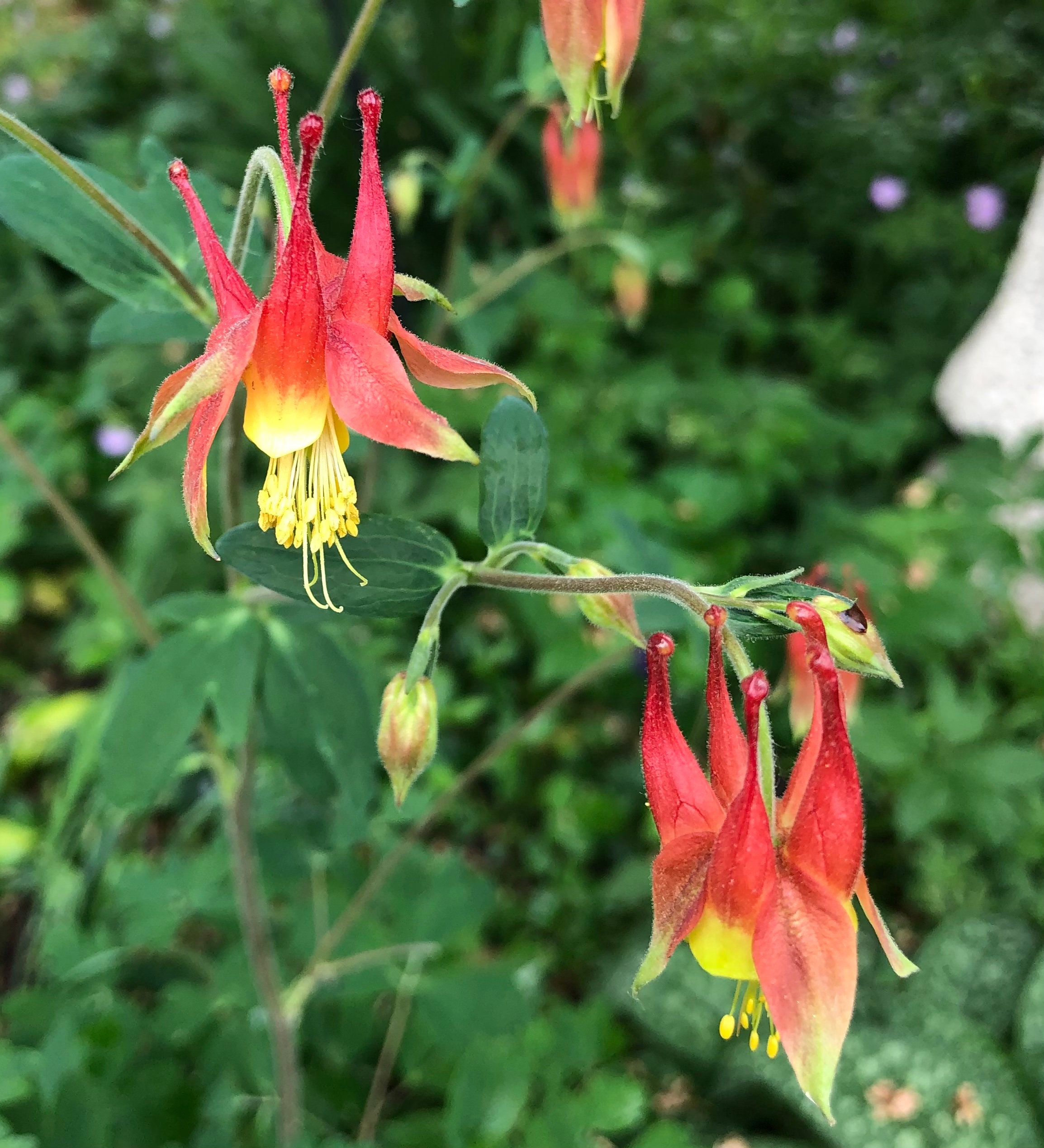 200 Columbine Seeds, Wild Red Columbine Seeds, Aquilegia Canadensis ...