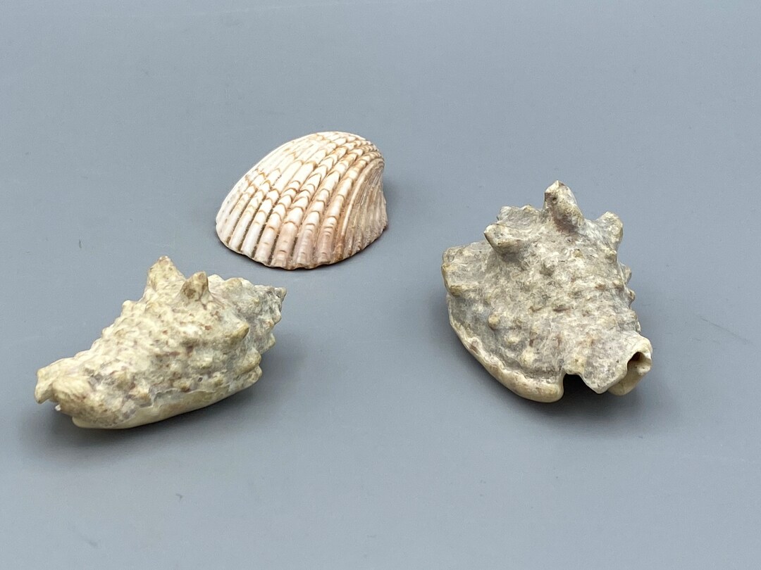 3 Assorted Sea Shells, Largest 7.2cm - Etsy