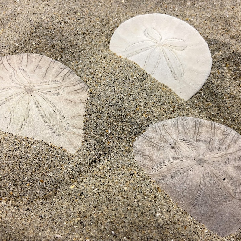 Sand Dollar Art - Etsy