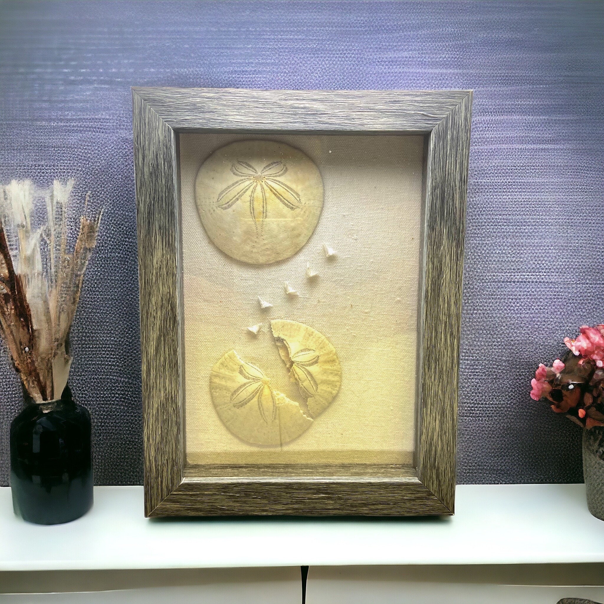 Legend of the Sand Dollar Shadow Box With Authentic Sand Dollars From ...