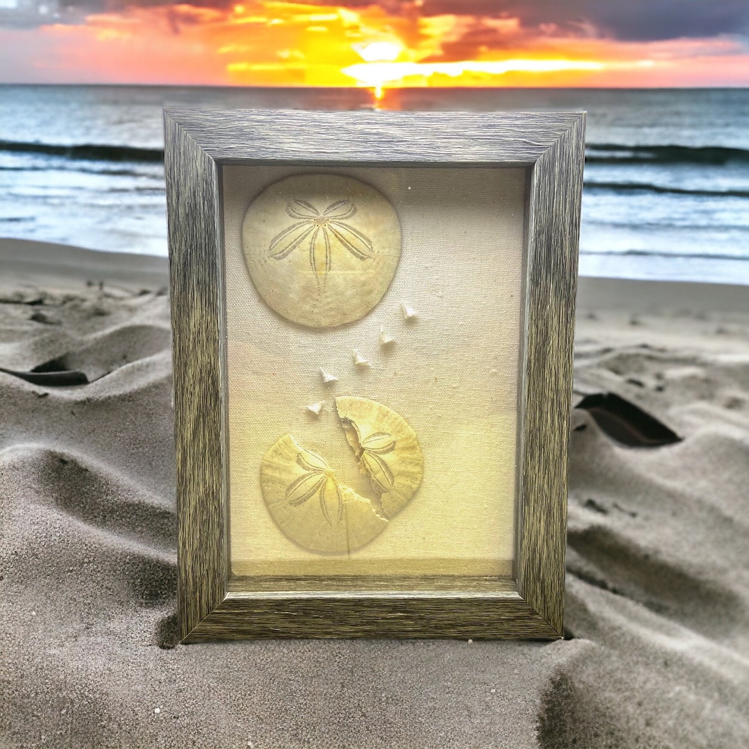 Legend of the Sand Dollar Shadow Box With Authentic Sand Dollars From ...